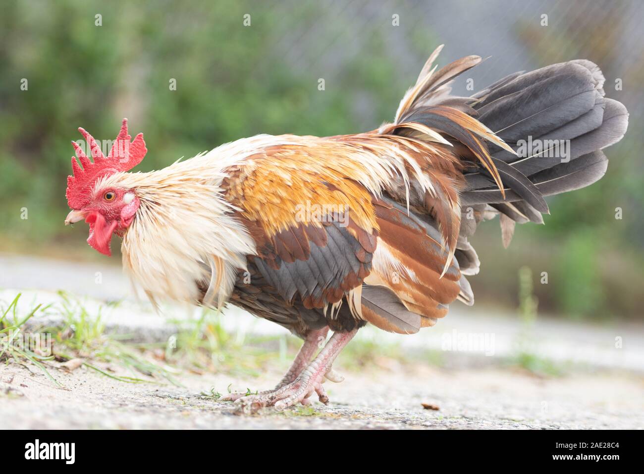 Why did the chicken cross the road Stock Photo - Alamy