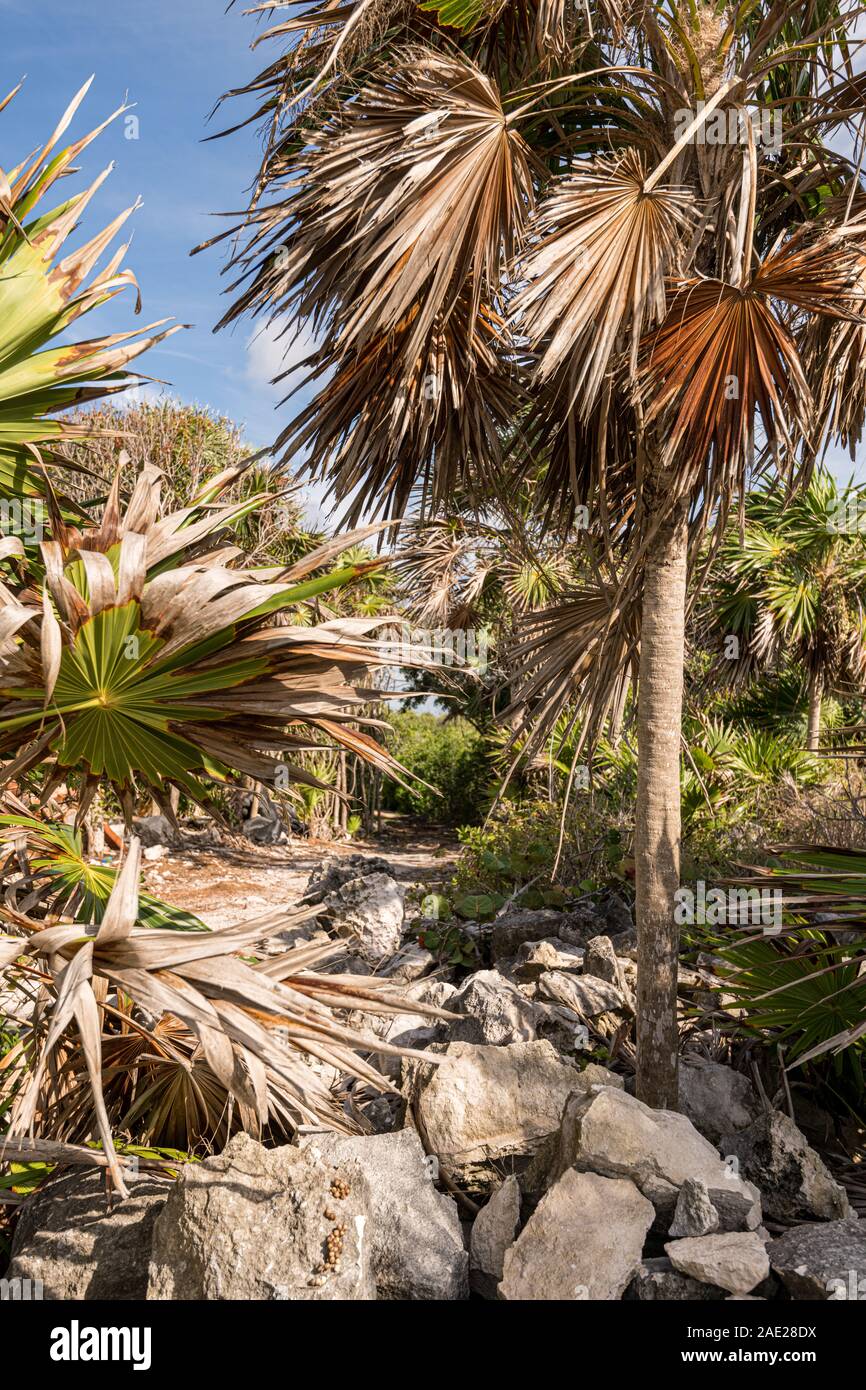 Maya palms hi-res stock photography and images - Alamy