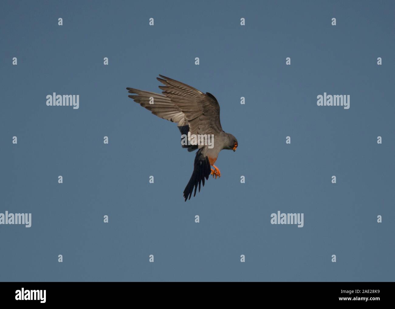 Red footed falcon (Falco vesperetinus), male in flight with wings swept ...