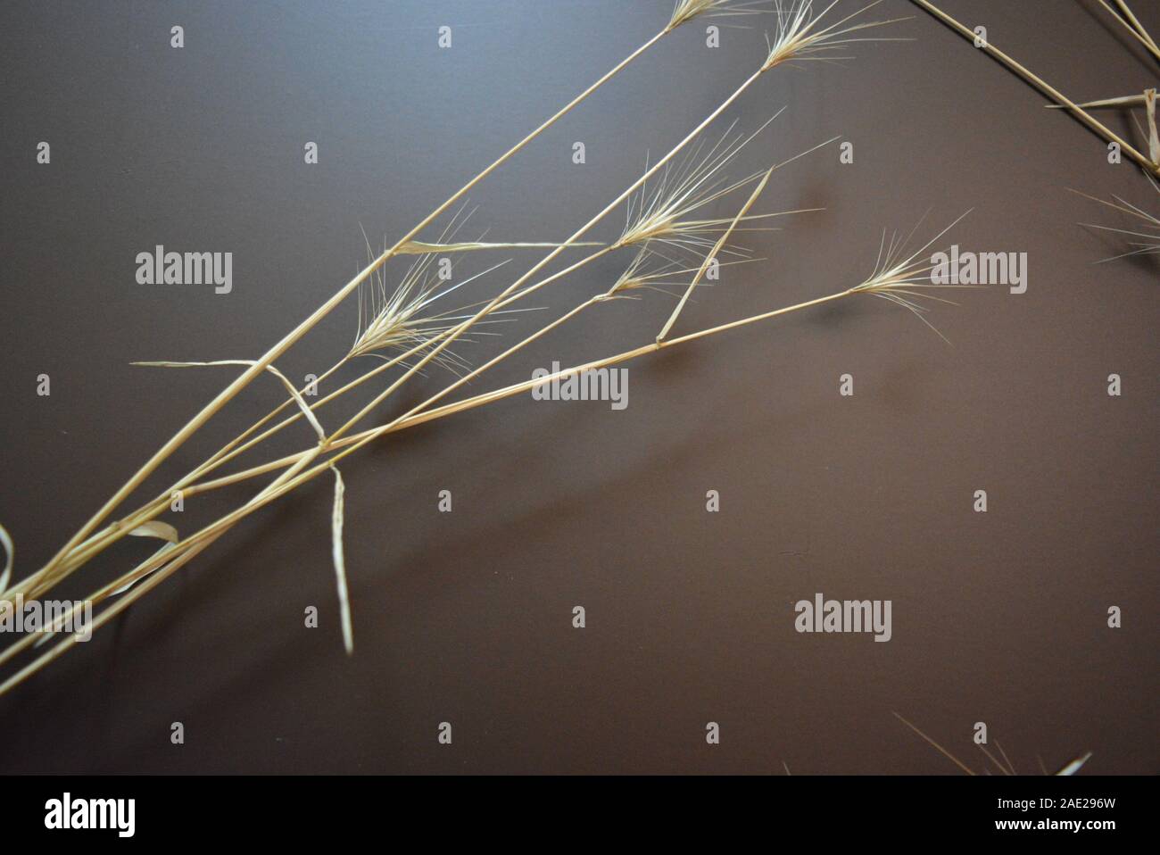 Golden stalks of dry grass on a brown matte background Stock Photo - Alamy