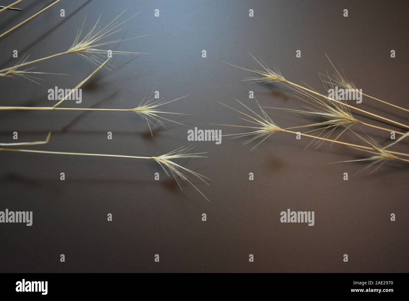 Golden stalks dry grass hi-res stock photography and images - Alamy