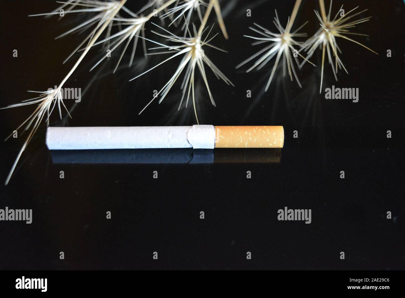 One cigarette with ears of dry grass on a black glossy background Stock ...