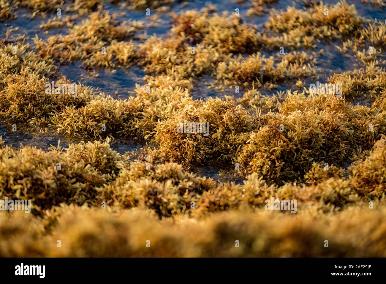 Sargassum seaweed, at Akumal Mexico Stock Photo - Alamy