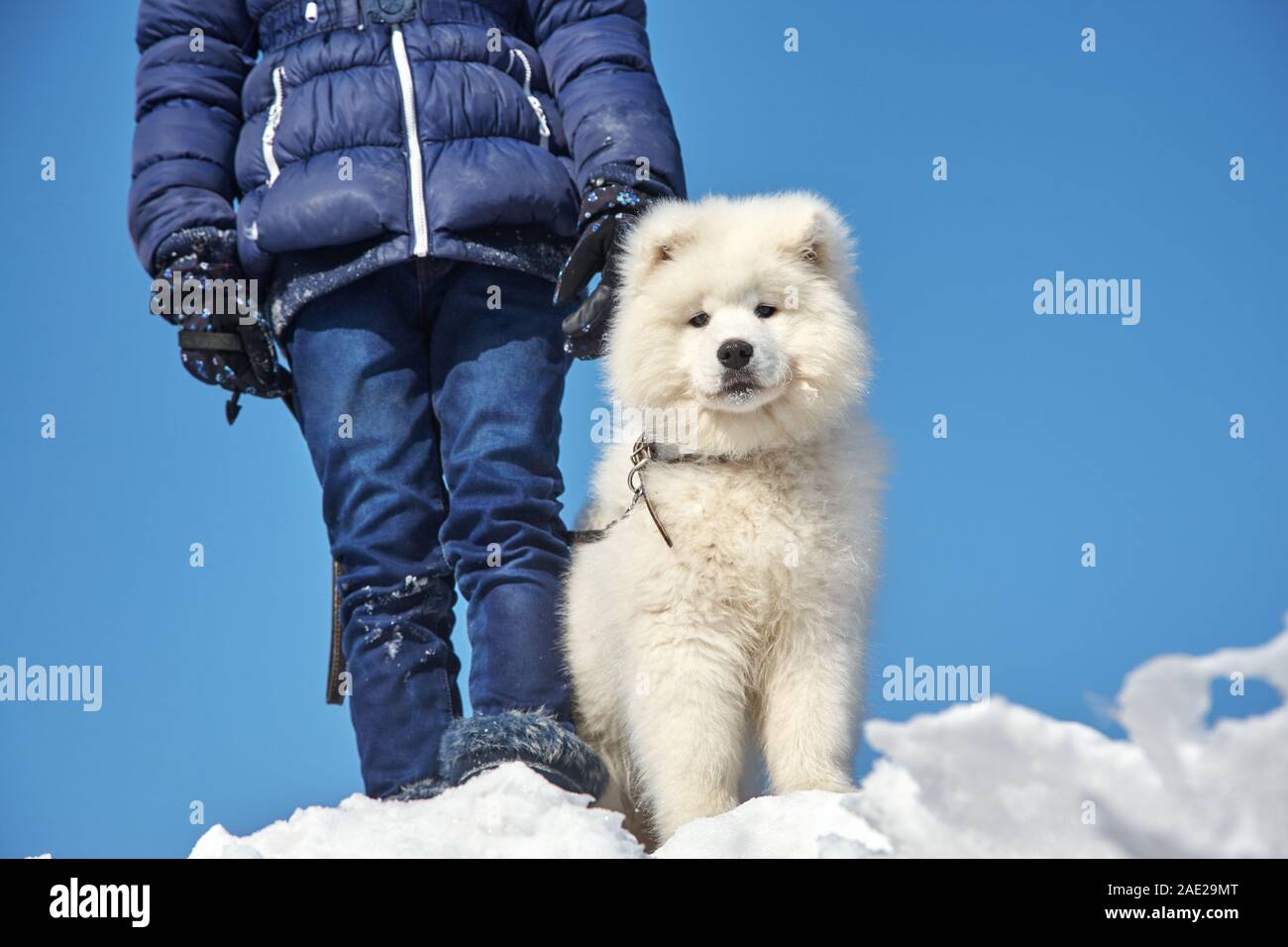 Dog breed Samoyed husky with girl outdoors. puppy dog for a walk with ...