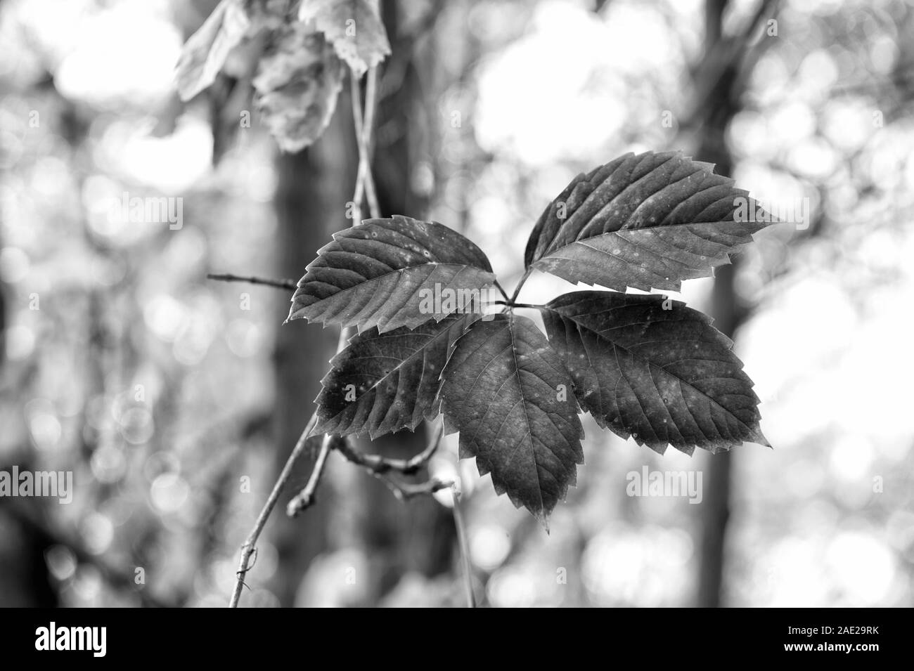 Brightly colored autumn foliage. Fall foliage on natural background ...