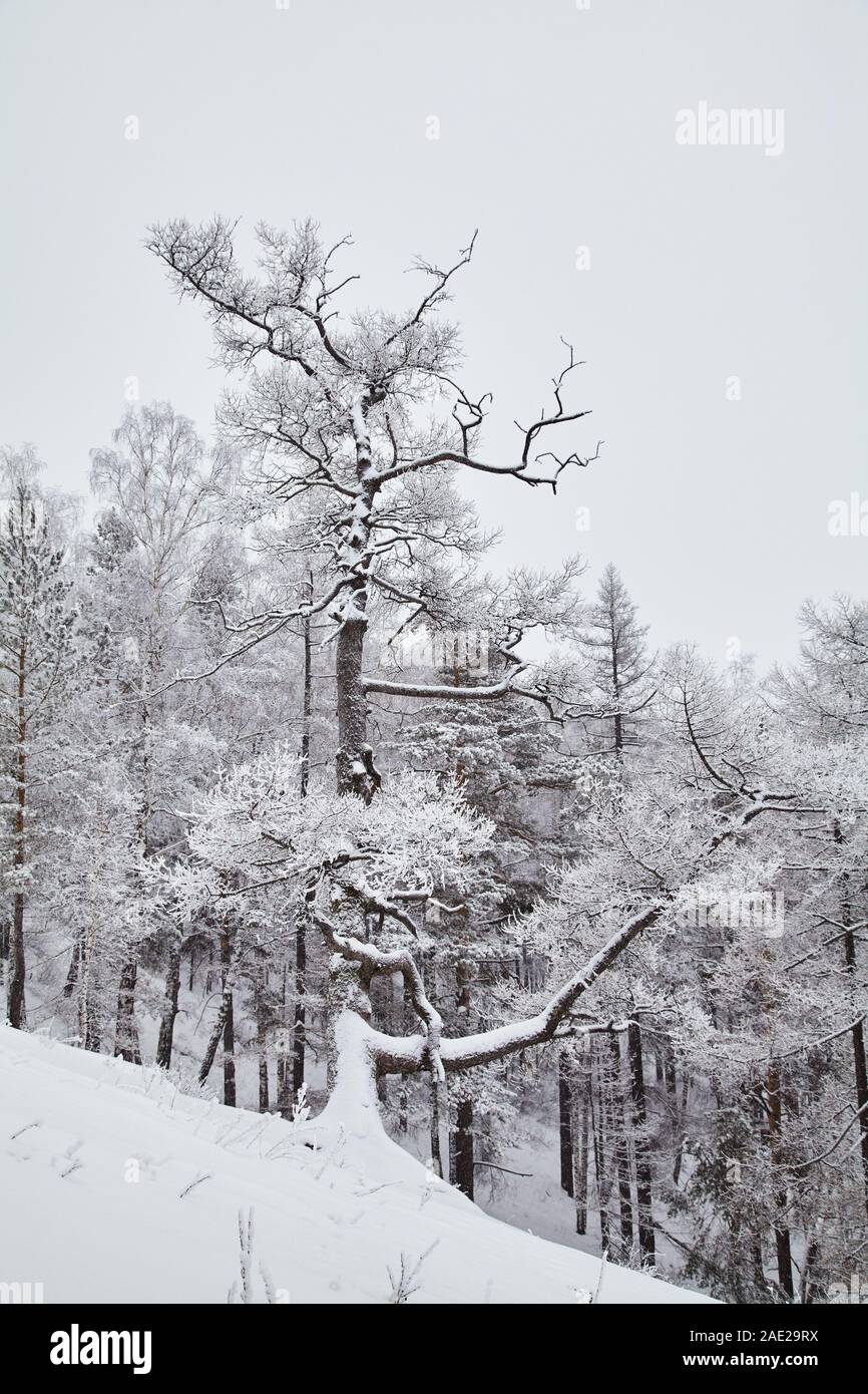 scenic winter landscape background. view trees with snow. minimalism ...