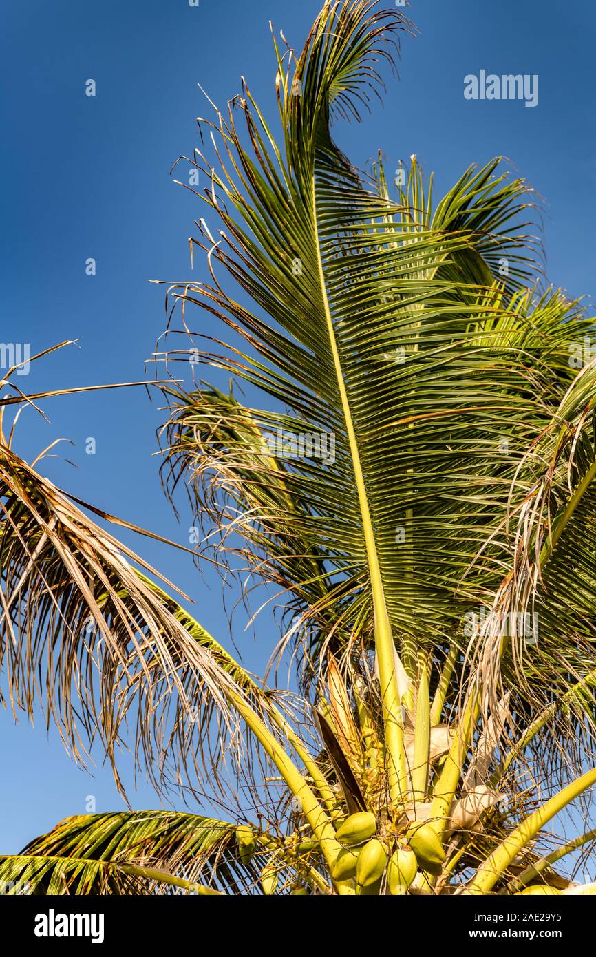 Maya palms hi-res stock photography and images - Alamy