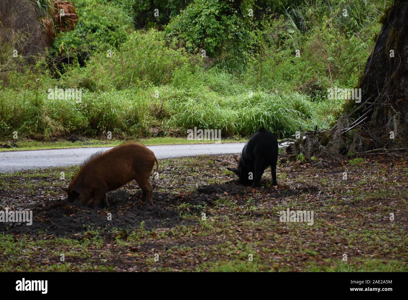 These wildlife photos were taken at the Circle B Bar Reserve near ...