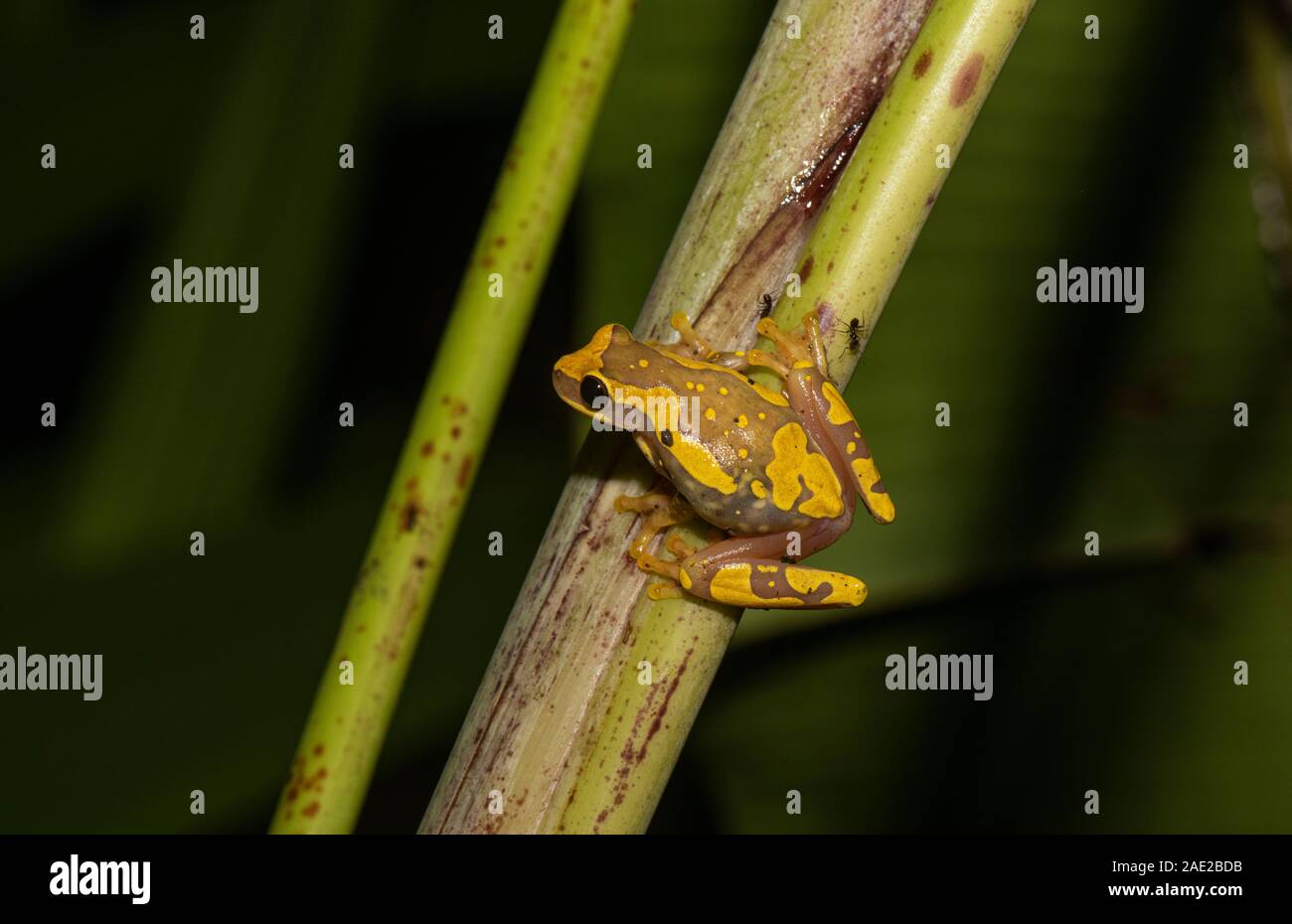 Hourglass treefrog (Dendropsophus ebraccatus). Costa Rica Stock Photo ...