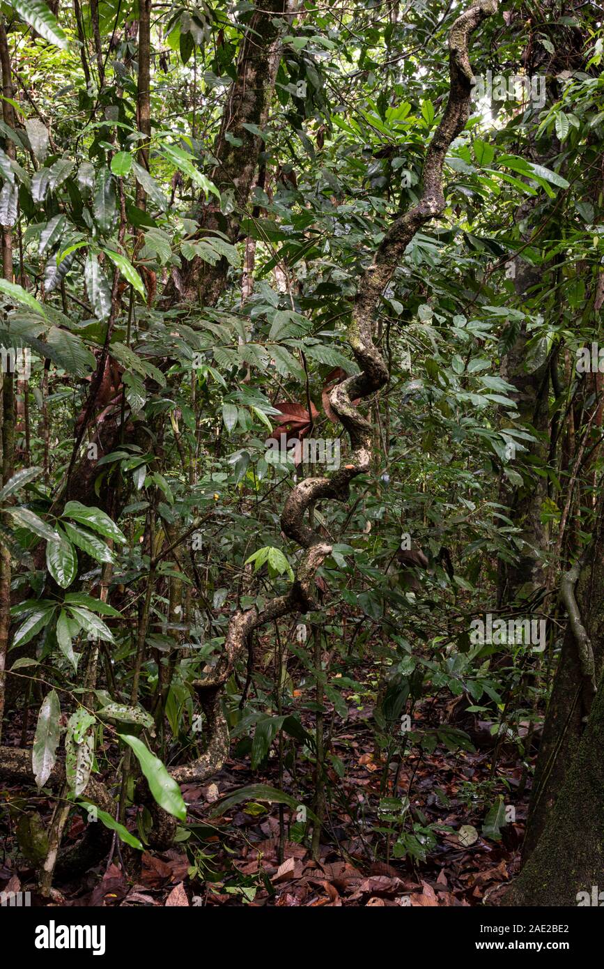 Twisted Vine/Liana. Rainforest, Costa Rica Stock Photo - Alamy