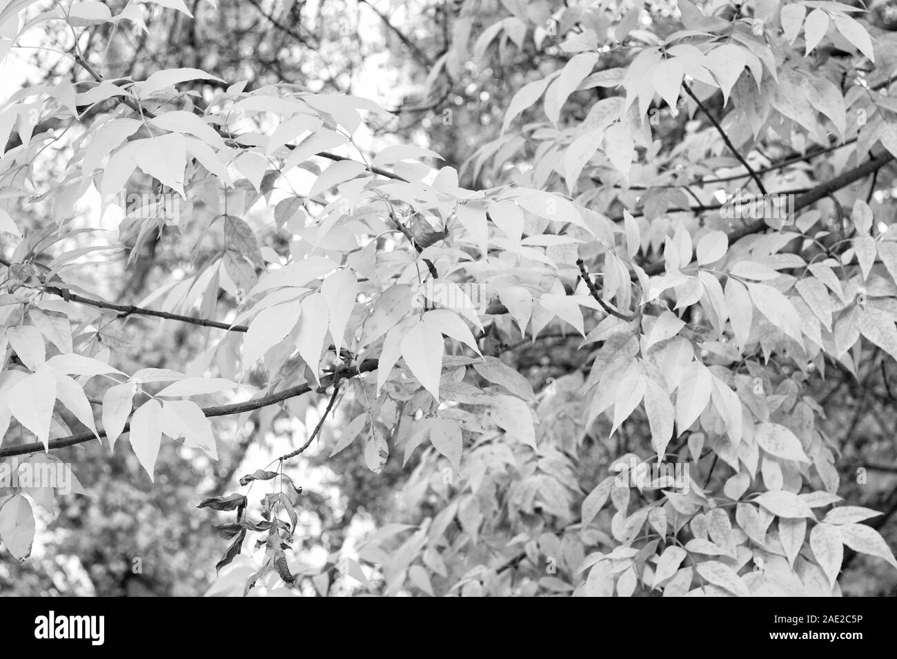 Natural beauty with visually arresting color. Branch with autumn ...