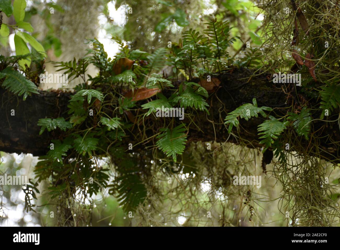 Fern on a dead tree trunk hi-res stock photography and images - Alamy
