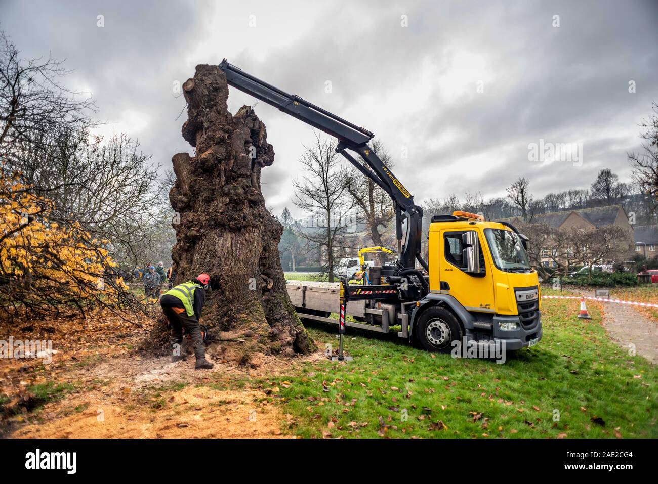 One of the Preston Twins, at 400 years the oldest elm trees in the ...