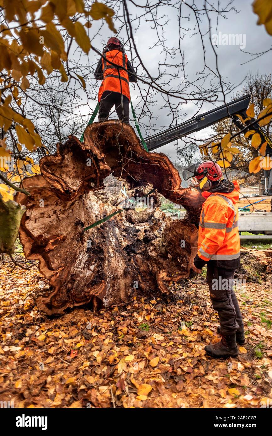 One of the Preston Twins, at 400 years the oldest elm trees in the ...