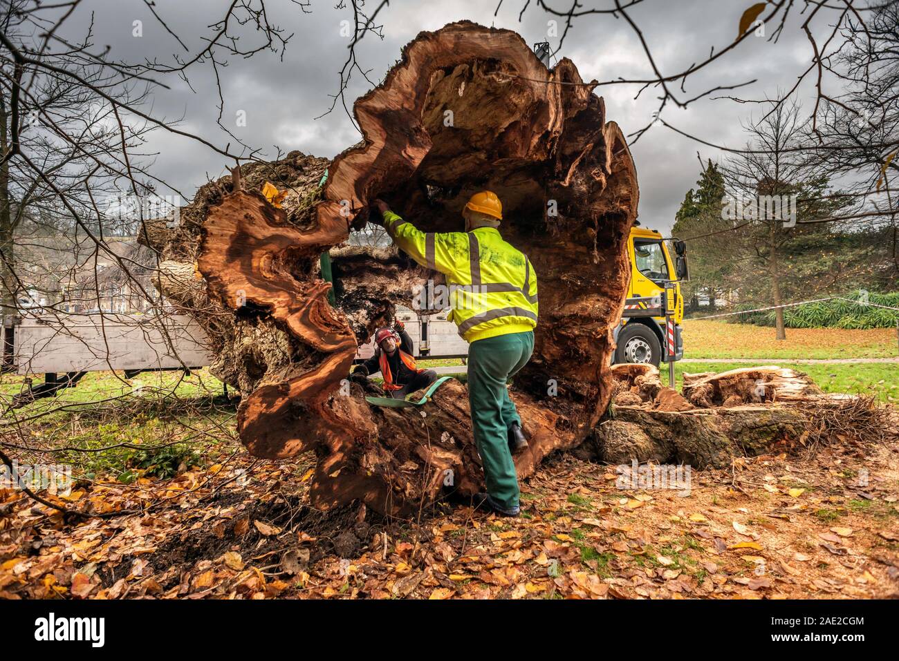 One of the Preston Twins, at 400 years the oldest elm trees in the ...