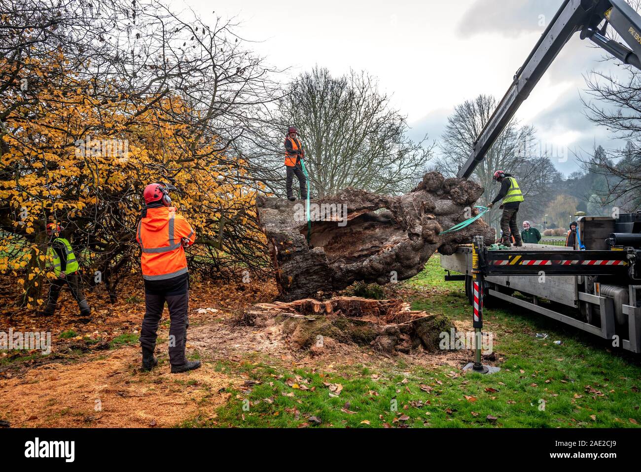 One of the Preston Twins, at 400 years the oldest elm trees in the ...