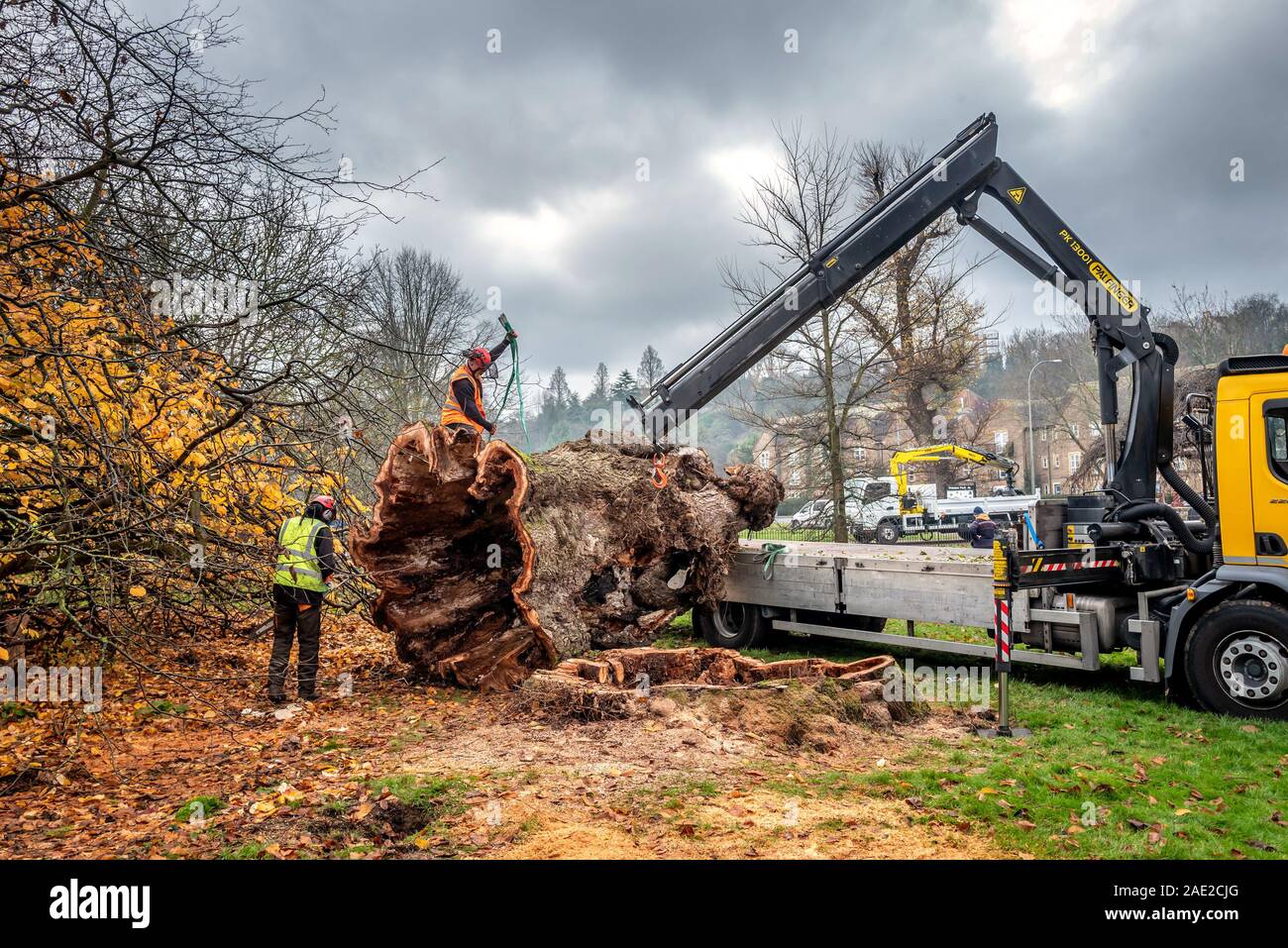 One of the Preston Twins, at 400 years the oldest elm trees in the ...