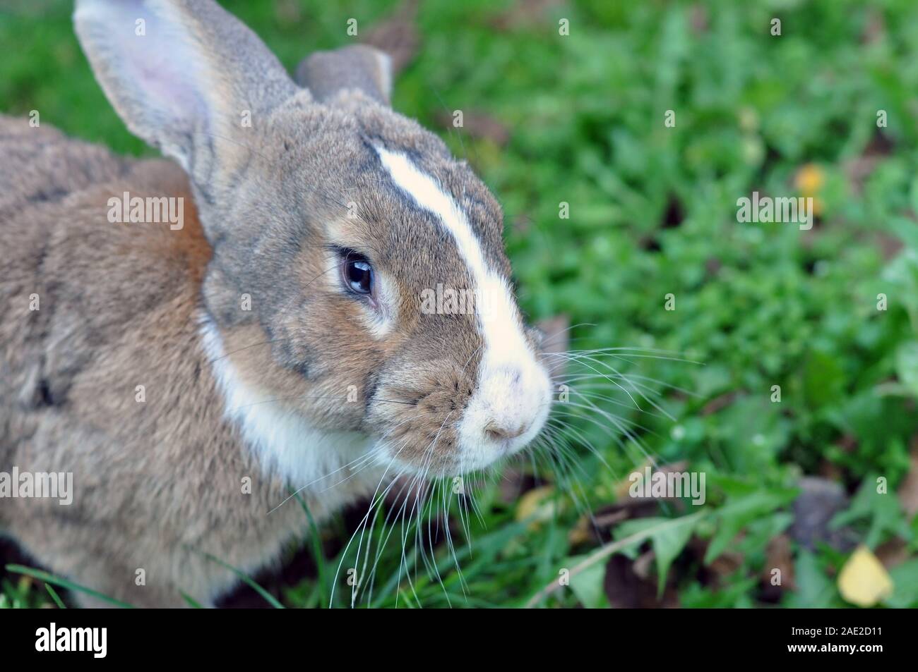 Cute gray domestic rabbit eats grass in the park. Pets Stock Photo - Alamy