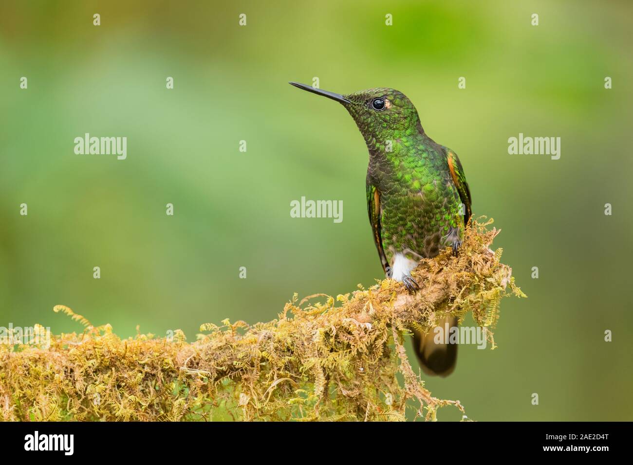 Buff tailed coronet hi-res stock photography and images - Alamy