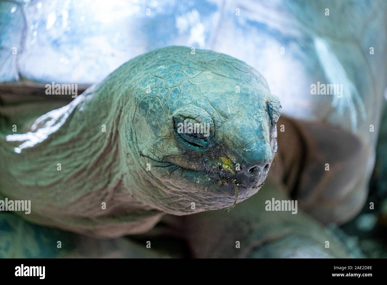 Seychelles island giant turtle portrait Stock Photo - Alamy