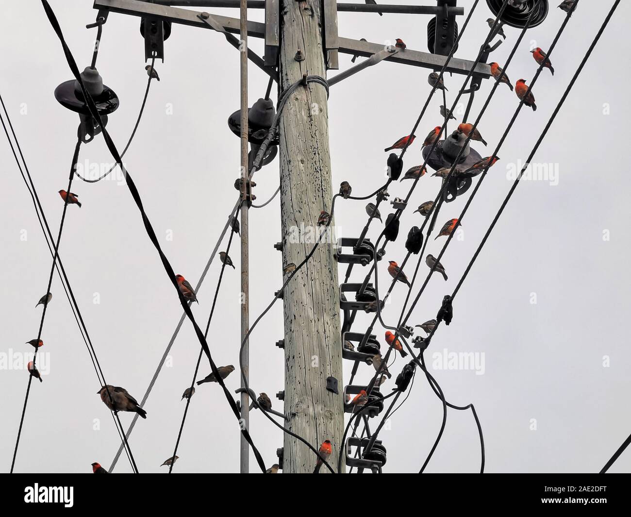 red cardinal birds on electric power lines Stock Photo - Alamy