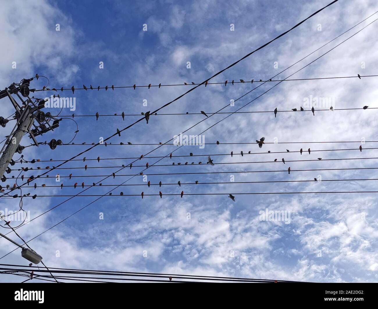 red cardinal birds on electric power lines Stock Photo - Alamy
