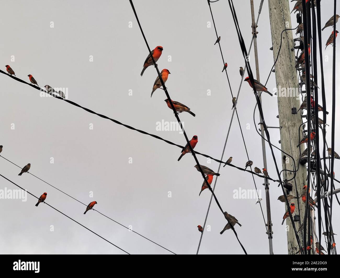 red cardinal birds on electric power lines Stock Photo - Alamy
