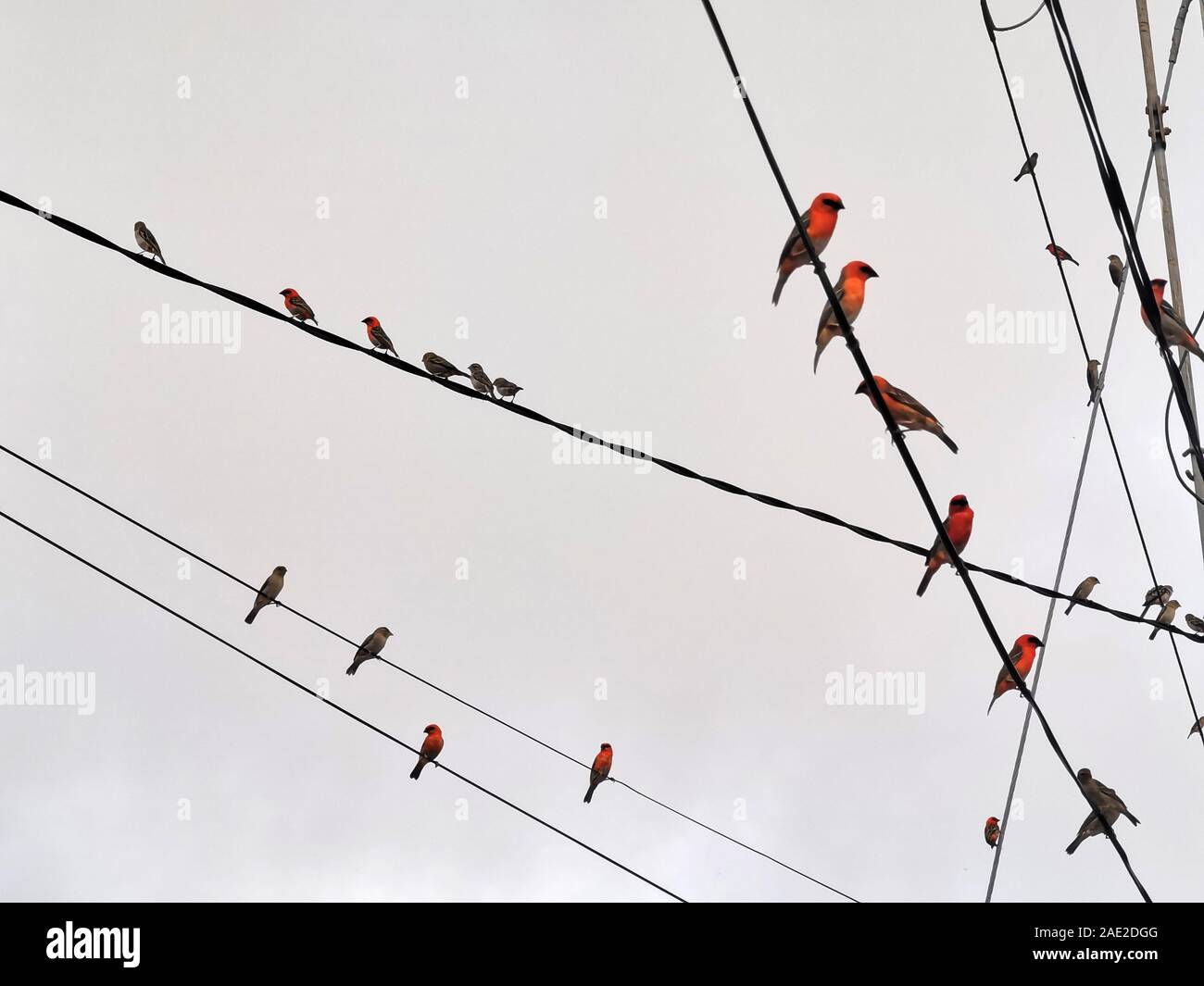 red cardinal birds on electric power lines Stock Photo - Alamy