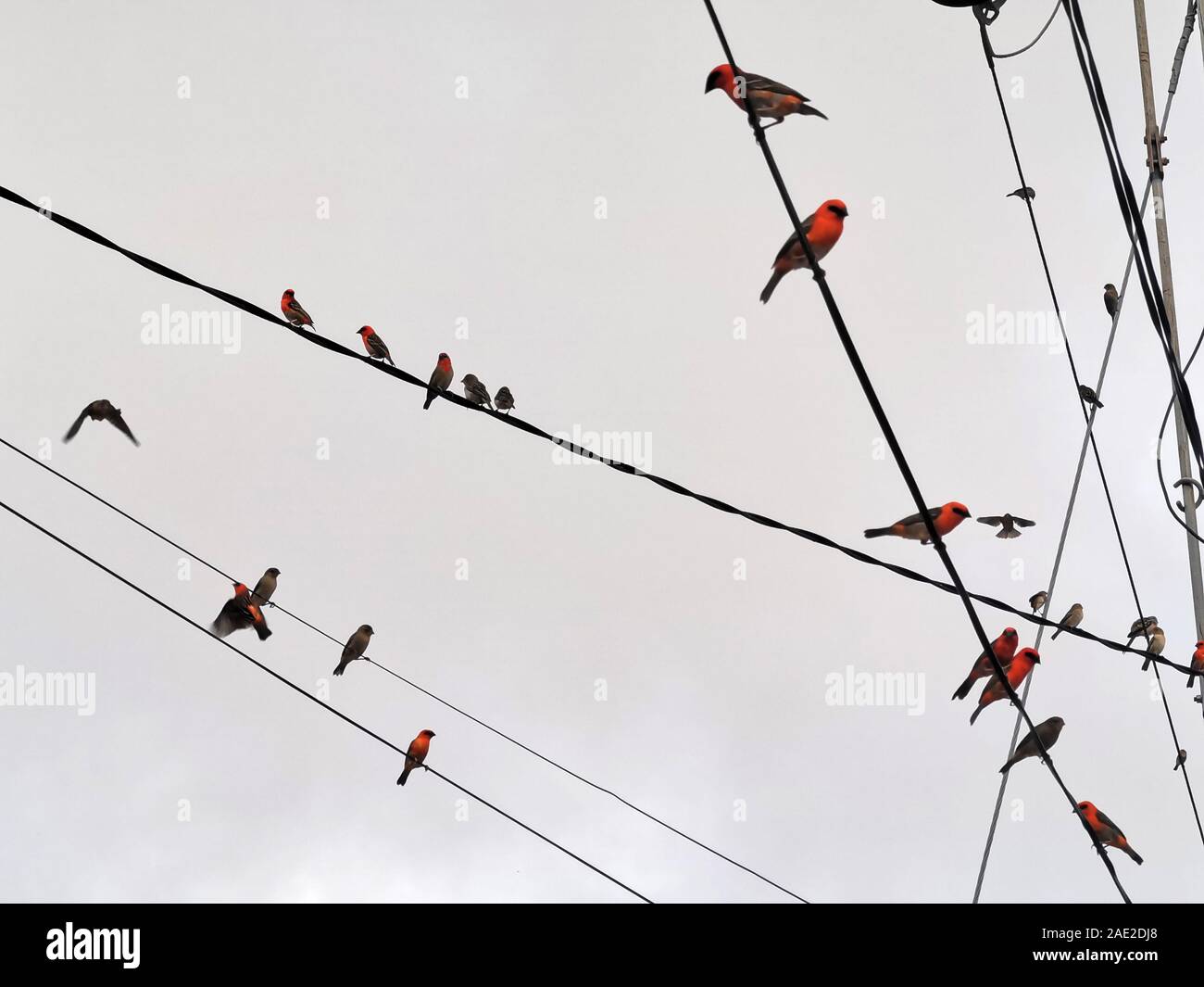red cardinal birds on electric power lines Stock Photo - Alamy