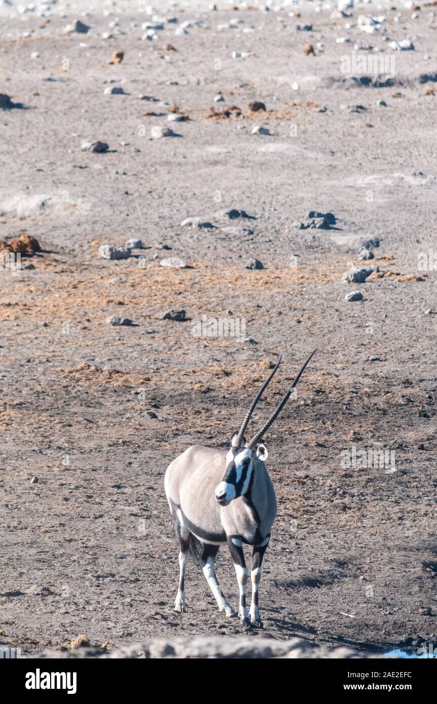 South african orynx hi-res stock photography and images - Alamy