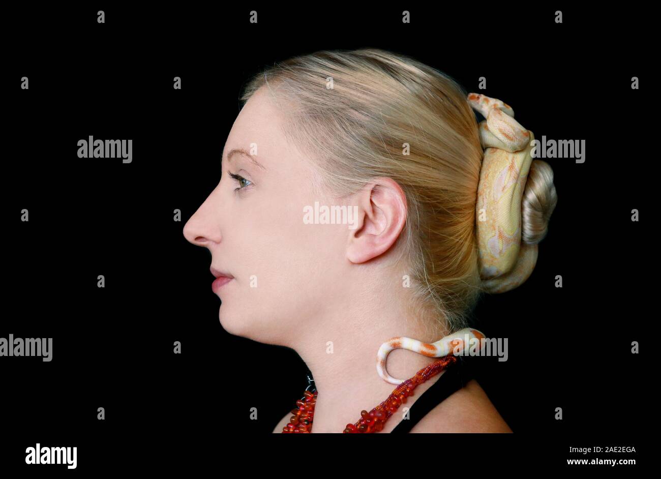 Snake on female head. Non poisonous Boa constrictor albino species of ...