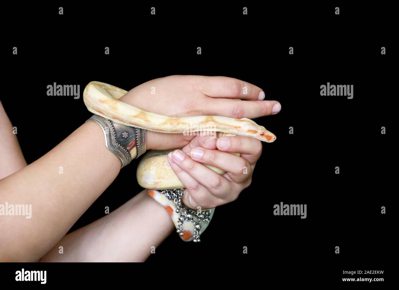 Female hands with snake. Woman holds Boa constrictor albino snake in ...
