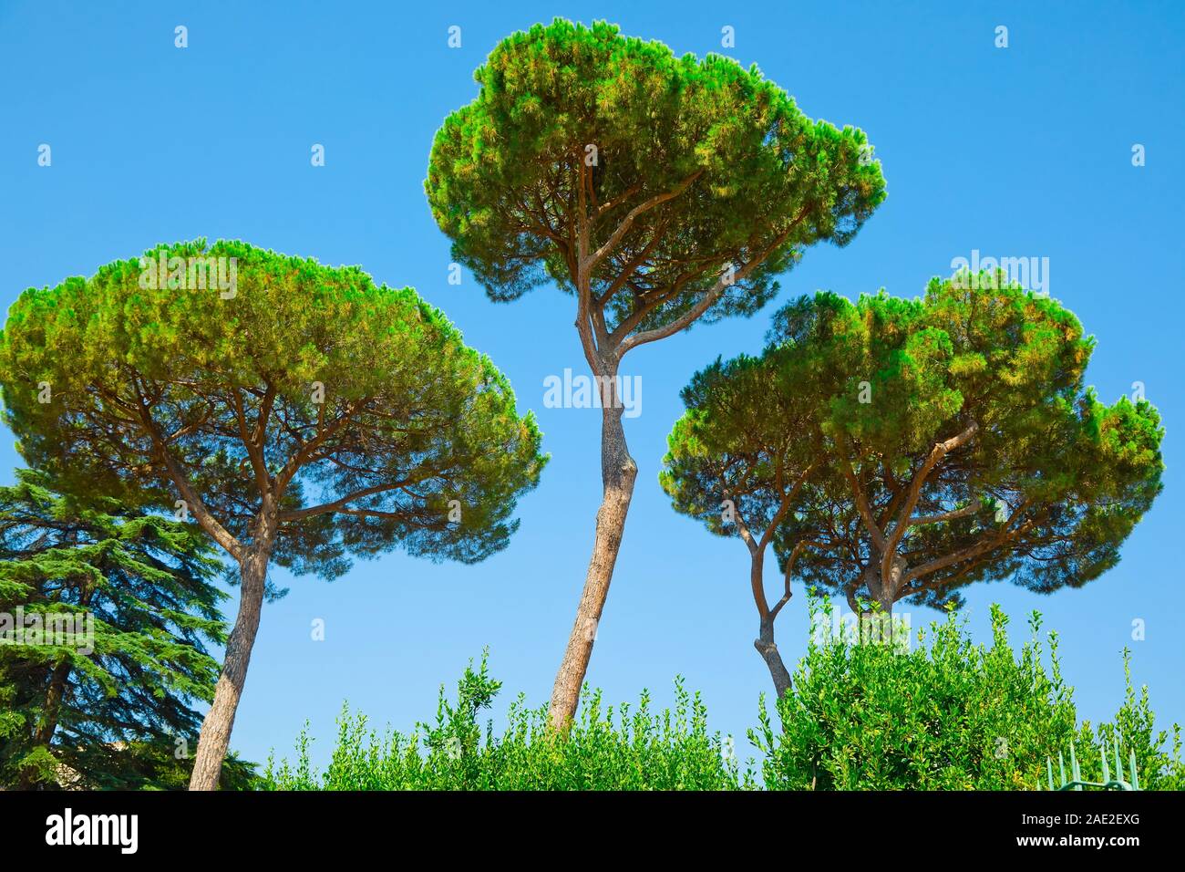Italian Stone Pine Tree High Resolution Stock Photography and Images ...