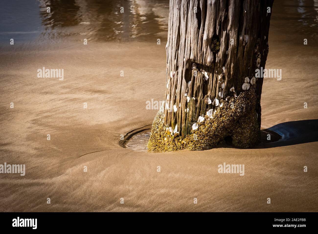 Weathered barnacle encrusted jetty pylon Stock Photo - Alamy