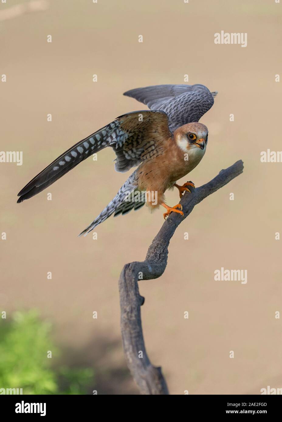 Red footed falcon (Falco vesperetinus), female sitting on branch with ...