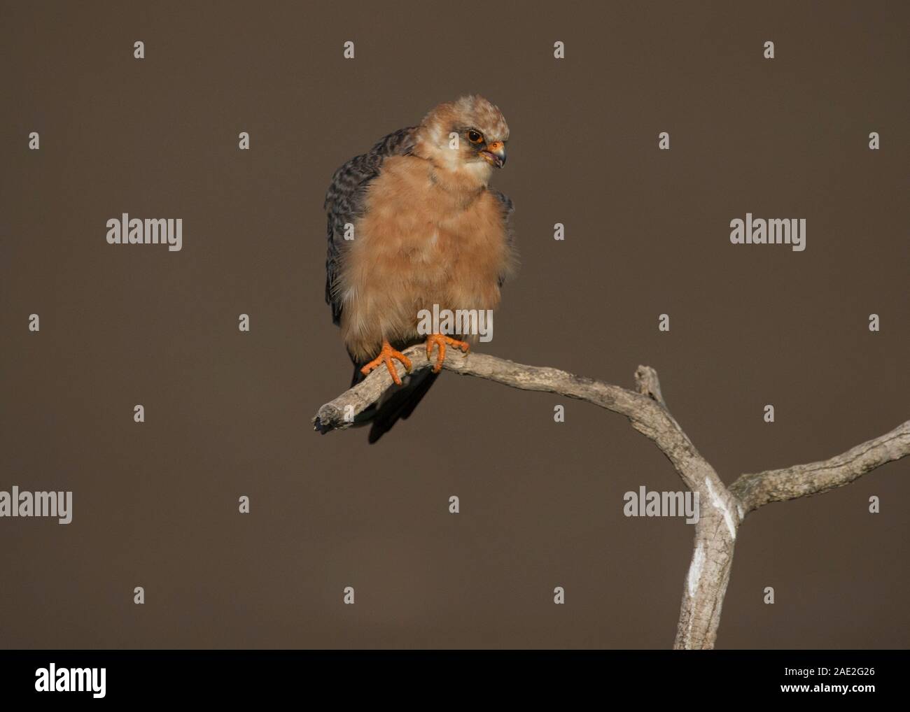 Feathers fluffed up hi-res stock photography and images - Alamy