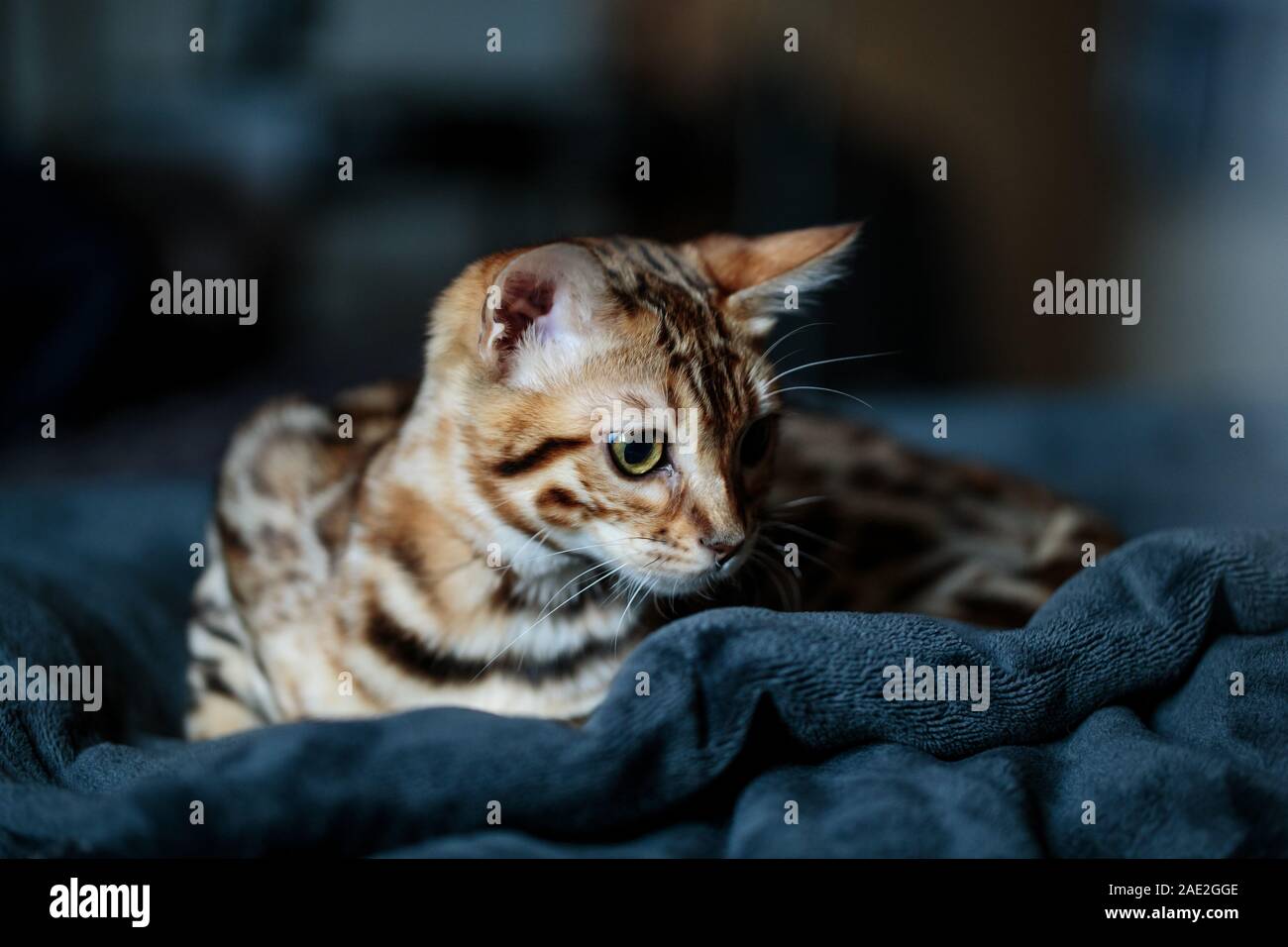 Portrait sleeping cat close hi-res stock photography and images - Alamy
