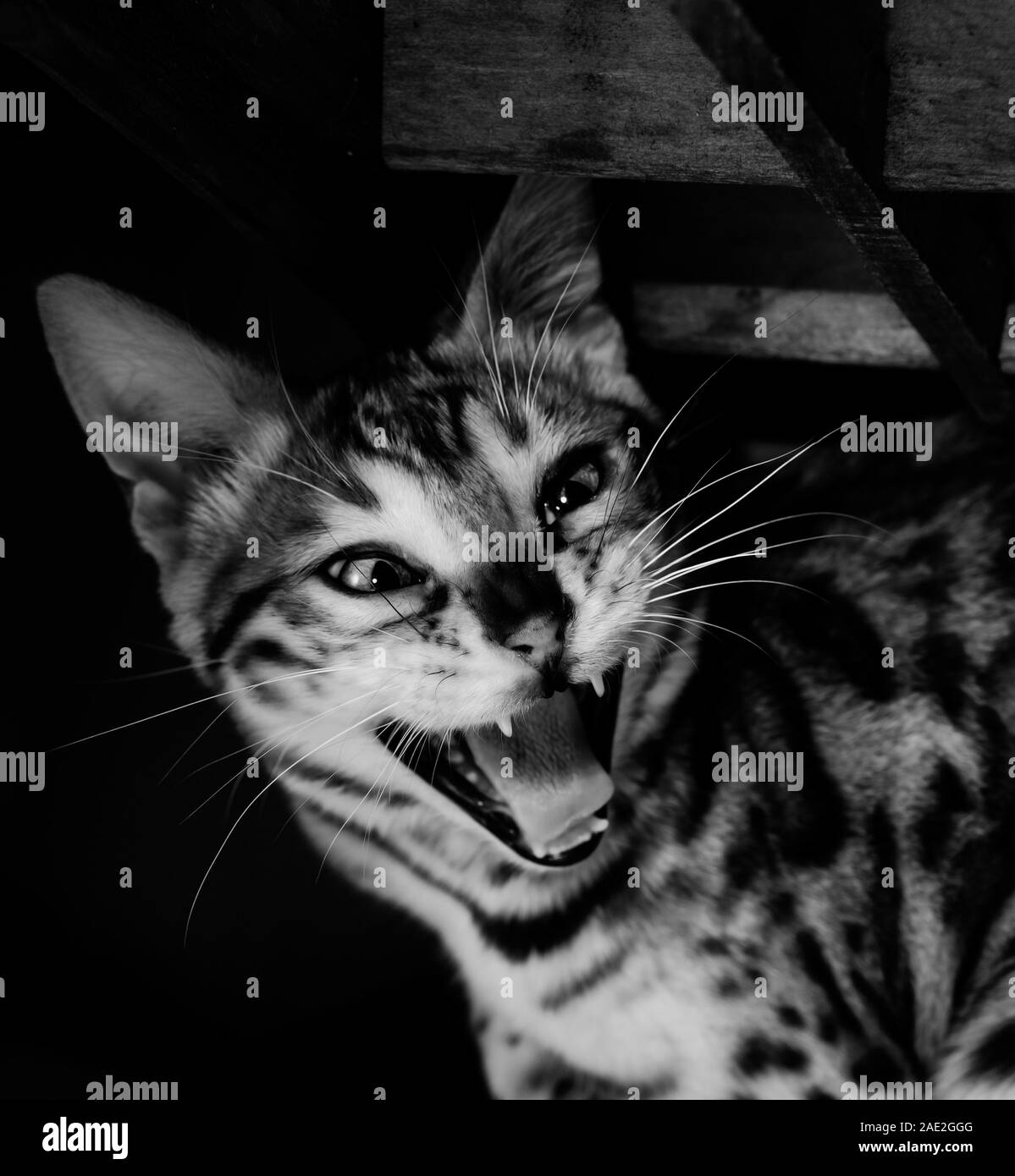 Young Bengal Cat Studio Portrait with wooden boards Stock Photo - Alamy