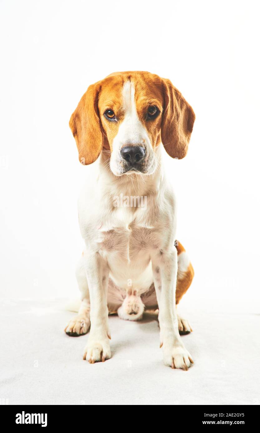 Beagle looking camera hi-res stock photography and images - Alamy