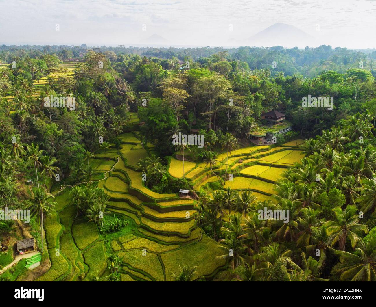 View of Tegalalang Rice Terrace, Bali Stock Photo - Alamy