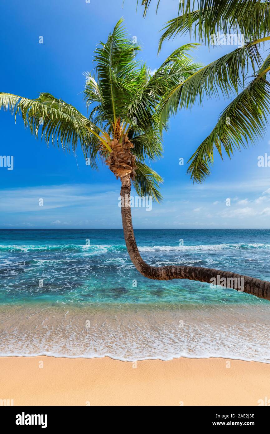Sunny tropical beach and turquoise sea in exotic paradise island Stock ...