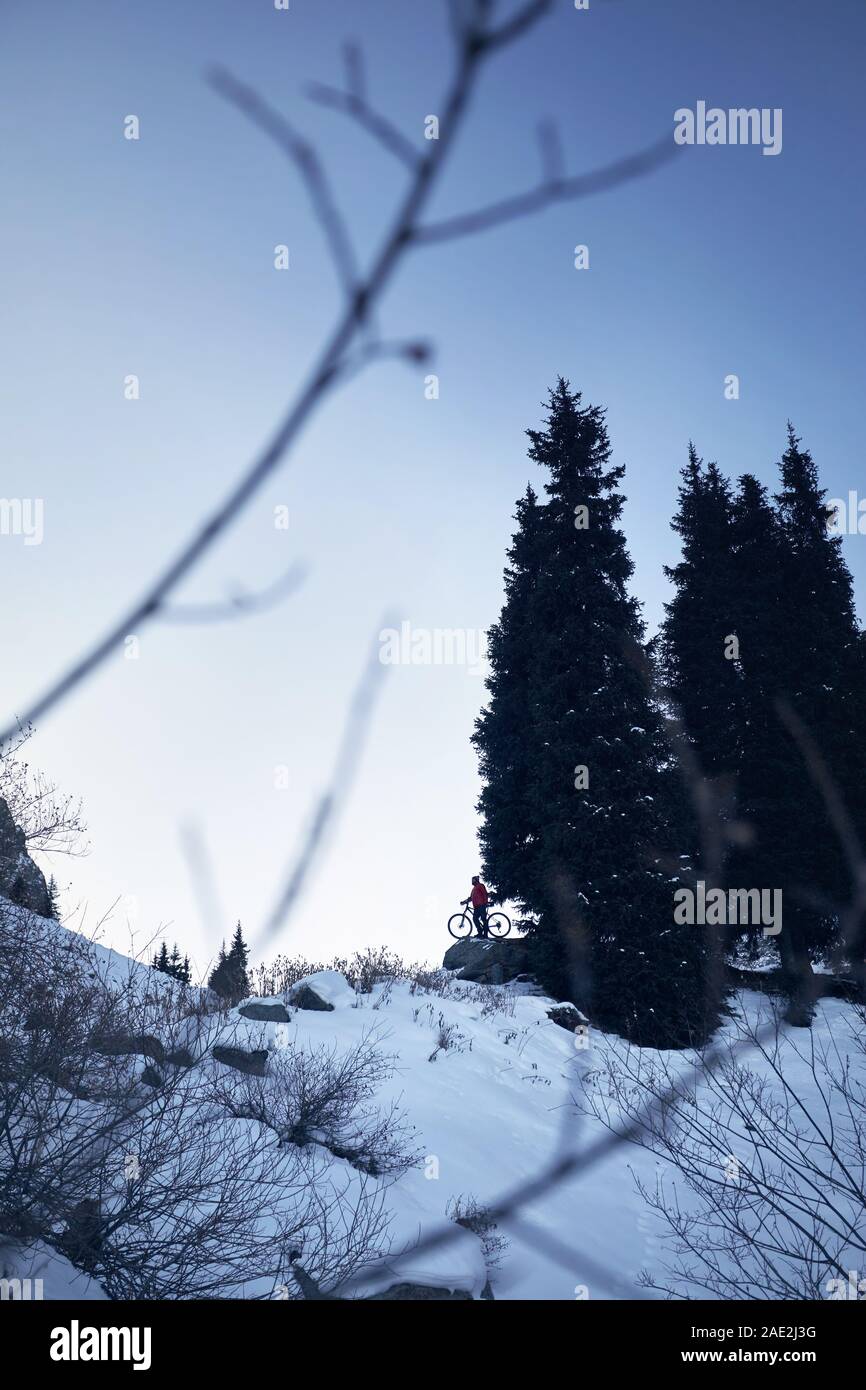 Silhouette of Cyclist with bike near big spruce tree at snow mountains ...