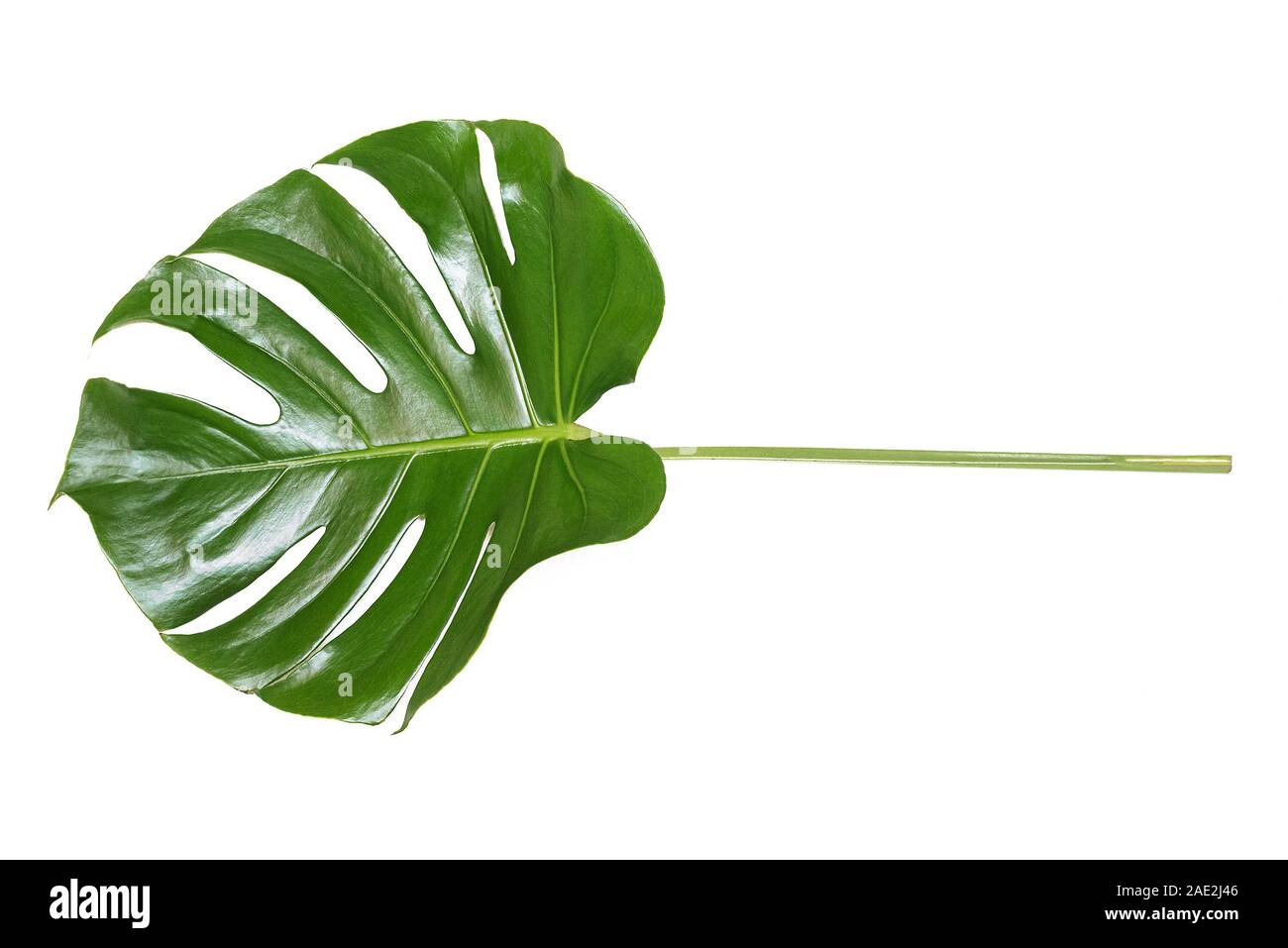 Blue monstera leaf palm Cut Out Stock Images & Pictures - Alamy