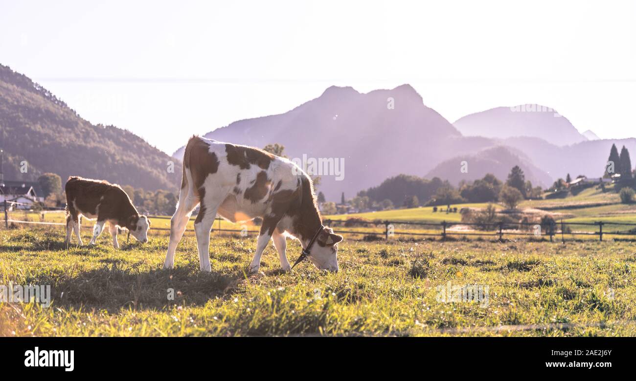 Cow is grazing on the meadow, idyllic landscape with warm colors in ...