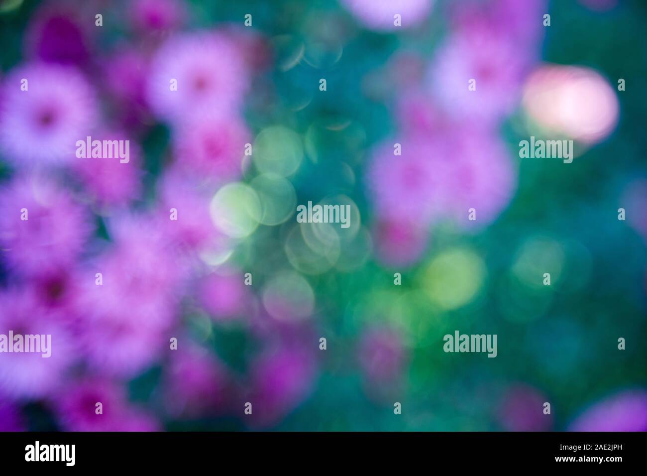 Close up picture of blurry purple pink daisy blossoms in spring ... Close up picture of blurry purple pink daisy blossoms in spring ...