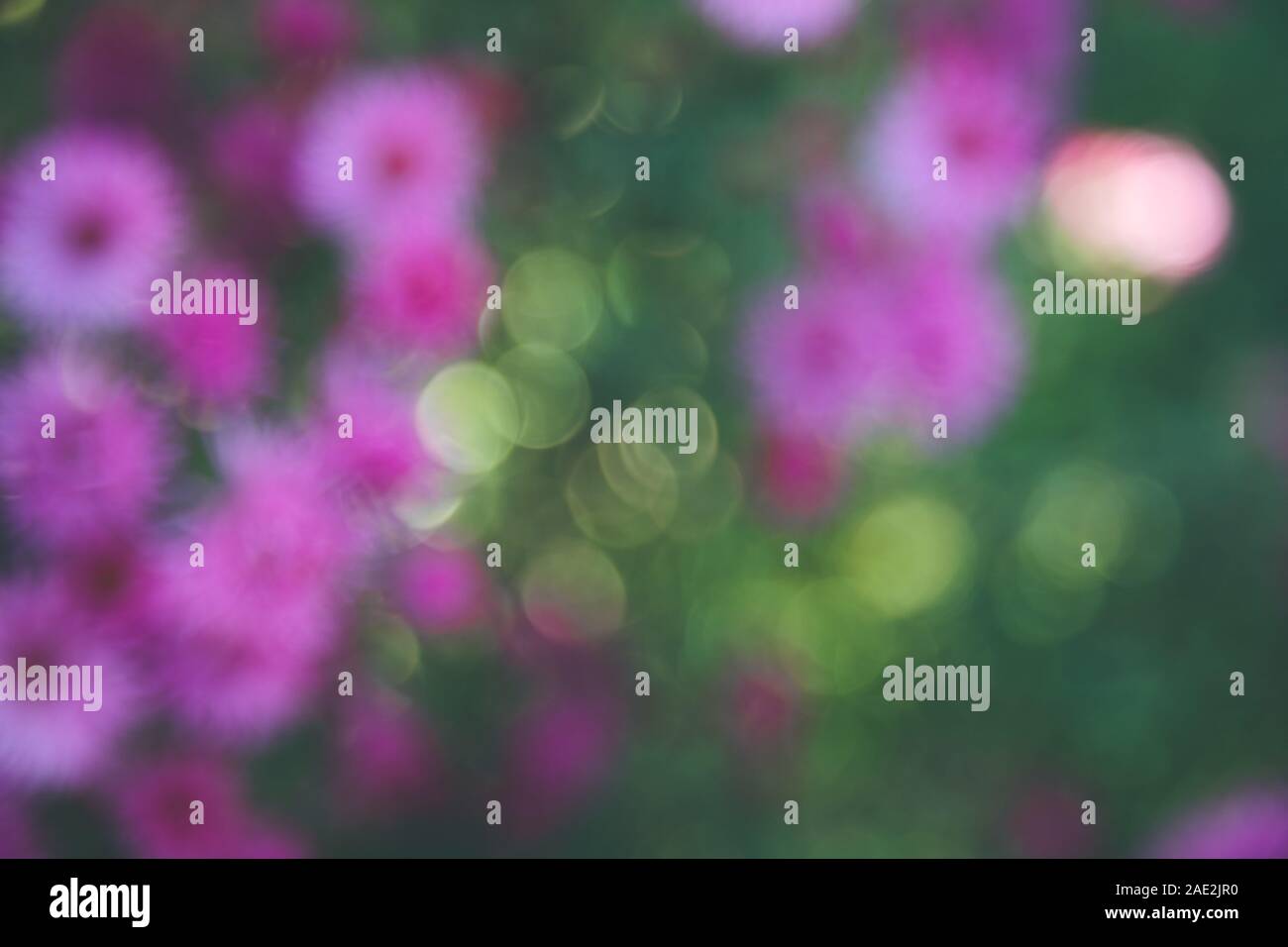 Close up picture of blurry purple pink daisy blossoms in spring, background or panorama slider ...