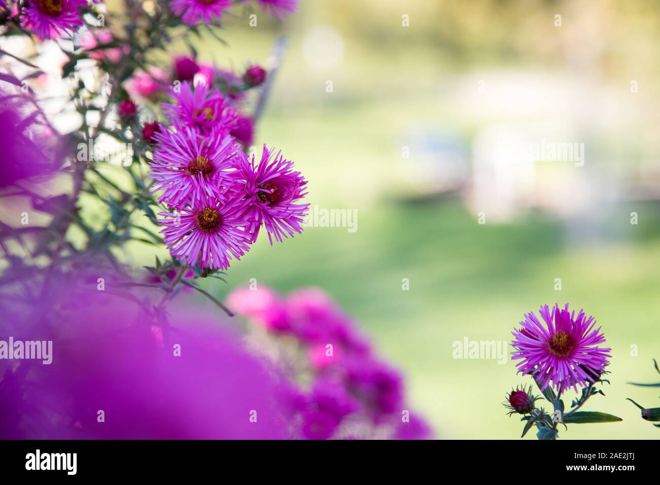 Close up picture of purple pink daisy blossoms in spring, background or panorama slider picture ...