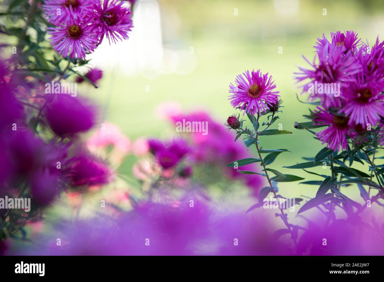 Close up picture of purple pink daisy blossoms in spring, background or panorama slider picture ...