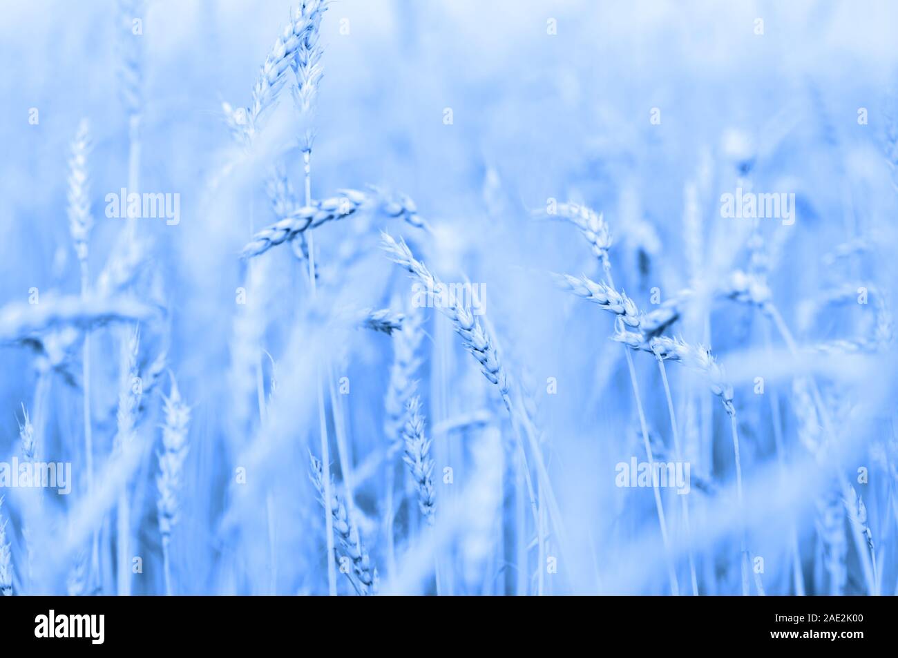 Blue wheat background in trendy color of the year 2020 Stock Photo - Alamy