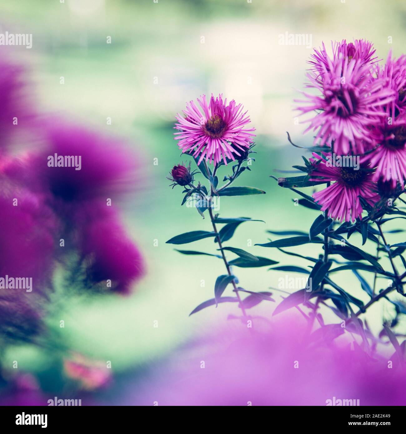Close up picture of purple pink daisy blossoms in spring, background or panorama slider picture ...